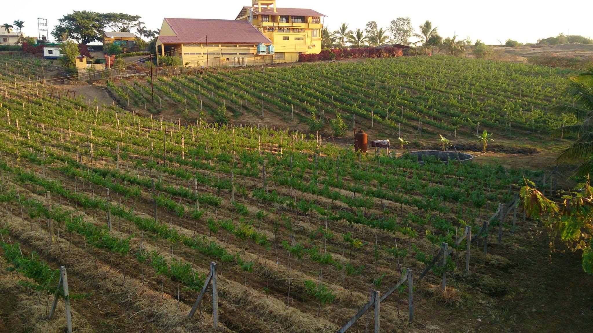 Things to do in Nashik this monsoon (Fireflies, Trekking, Weekend ...